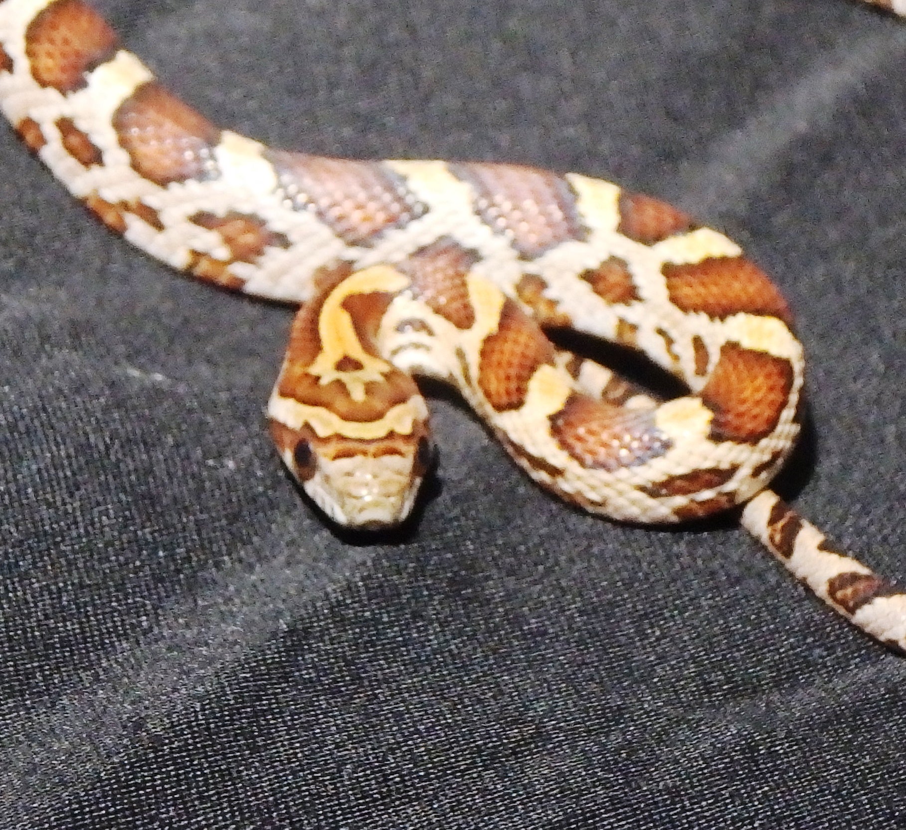 miami phase corn snake