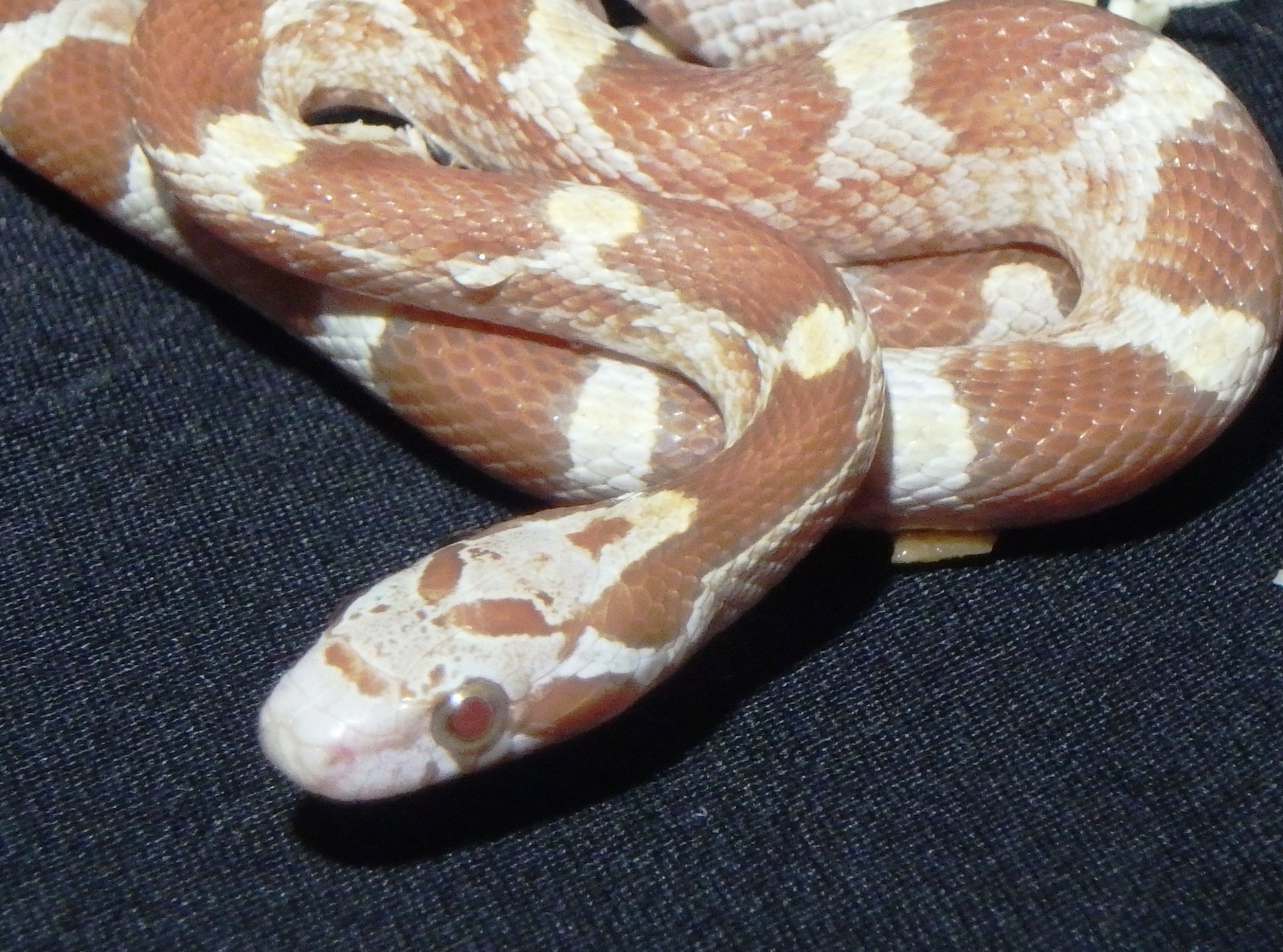 Lavender Bloodred Corn Snake