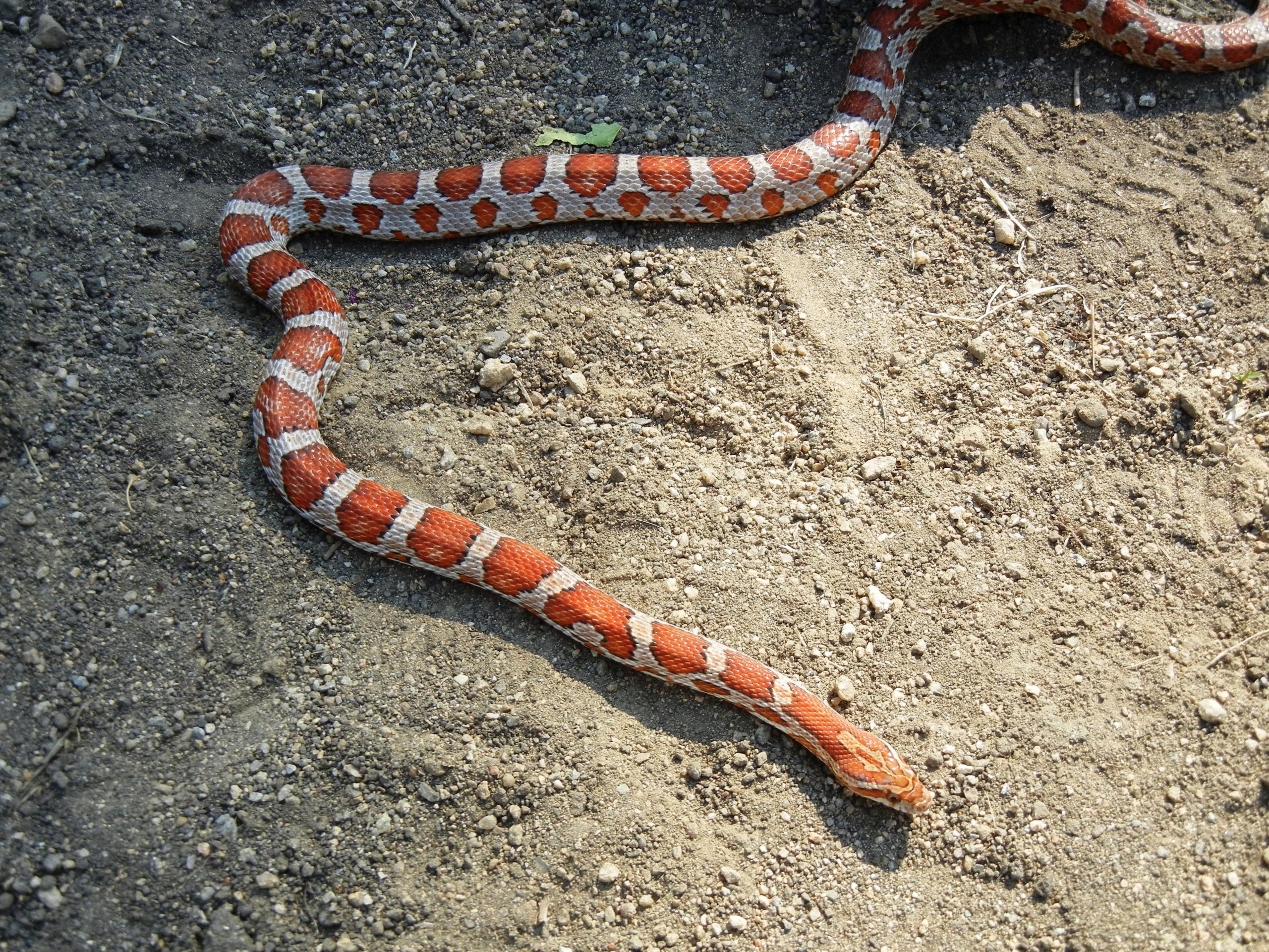 Miami Corn Snake
